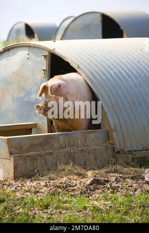 A Farm Pig unit with pens adn young and old pigs, piglest out in the ...