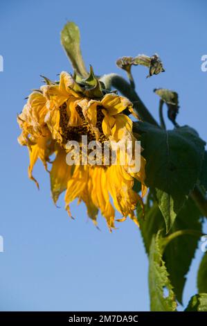 The seed head of a large sunflower drooping over against a blue sky at ...