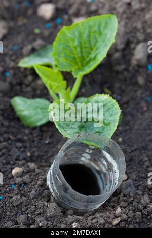 A plastic drink bottle shown here that has been cut and opened at the ...