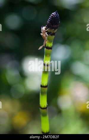 The exoskeleton of a may fly sits stuck to a horse or mares tail plant ...