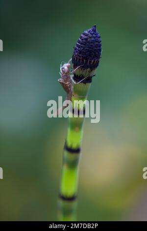 The exoskeleton of a may fly sits stuck to a horse or mares tail plant ...