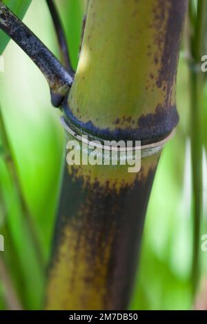 Detail of the stem of the black bamboo Phyllostachys Nigra shwoing the ...