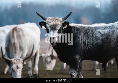 A beautiful Hungarian gray cow with big horns walking in the field ...