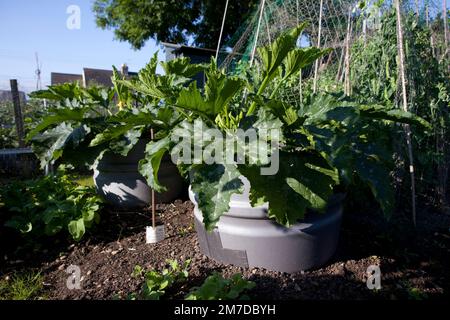 Courgette plants being grown individually in old plastic drums that act ...