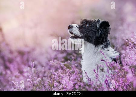 Cute dog in heather landscape Stock Photo - Alamy