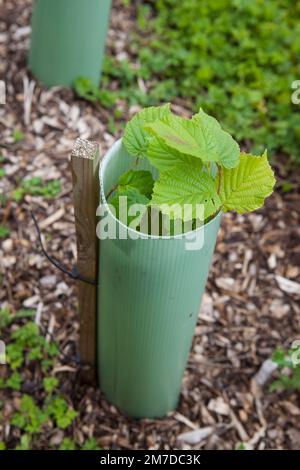 A plastic sheath or sleeve surround a young tree sapling and acts as ...