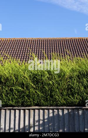 A hedge made from fir tree or lalandi tree set against a fence in a ...