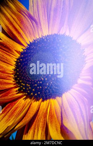 A large sunflower head shwoing the huge petals adn deeply coloured ...