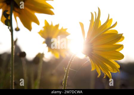 Large yellow daisy like flower blooms glowing in the early morning ...