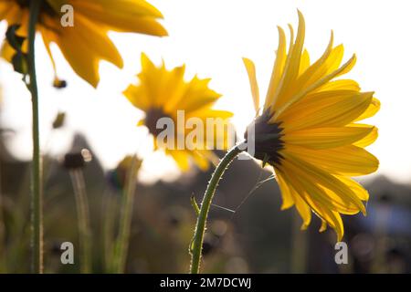 Large yellow daisy like flower blooms glowing in the early morning ...