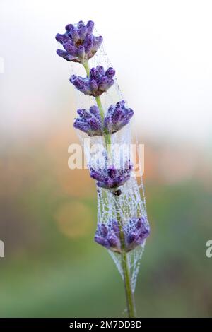 Flower with Spider Web Around it Stock Photo - Alamy