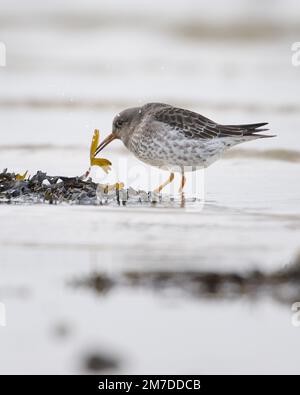 A closeup shot of sea sand piper bird looking for food on the rocky ...