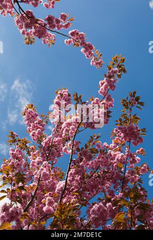 Cherry blossom trees line a residential street in Vancouver, on Tuesday ...