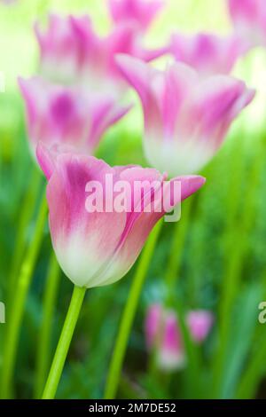 A line of magenta or pink tulips blowing in the breeze Stock Photo - Alamy