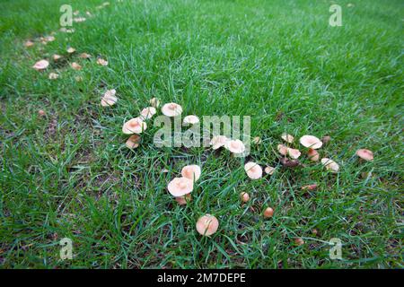 A small fairy ring of mushrooms or toadstools in a field in the UK ...