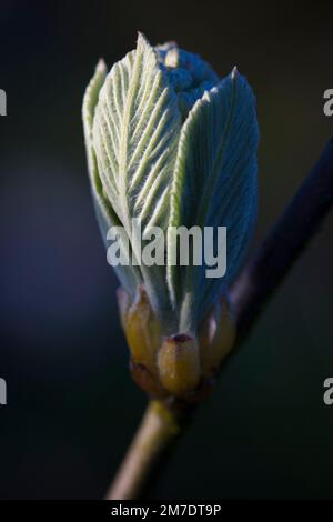 The tight buds of a small fruit tree start to open in the spring ...