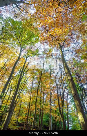 Leckhampton HIll Cheltenham and a forest canopy in Autumn colours ...