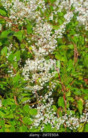 Blooming knotweed, Fallopia aubertii, in close up Stock Photo - Alamy