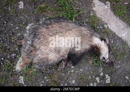 Roadkill, an adult badger lays dead on the road after being hit by a ...