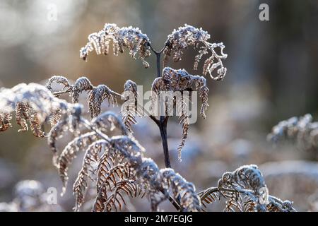 Frosty frozen morning at RSPB Budby South Forest, Sherwood Forest ...