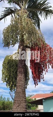 Coquinho the colorful palm fruit Stock Photo - Alamy