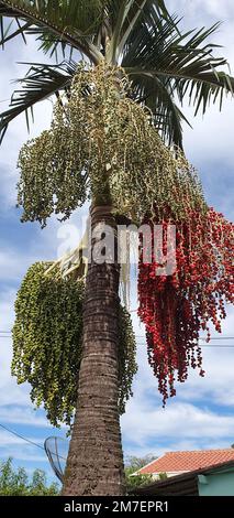 Coquinho the colorful palm fruit Stock Photo - Alamy