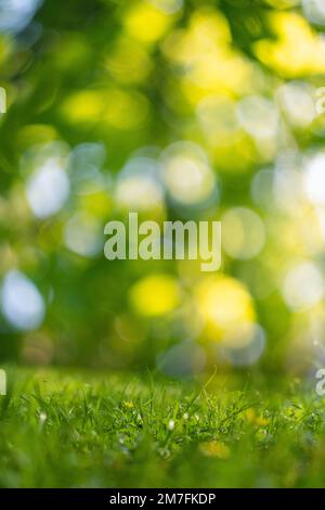 Nature abstract green bokeh. Green bokeh out of focus background. Abstract green bokeh ...