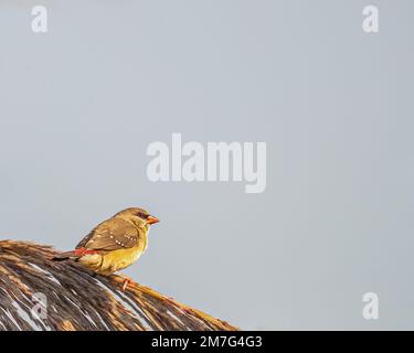 beautiful male and female Red Avadavat or Strawberry Finch (Amandava ...