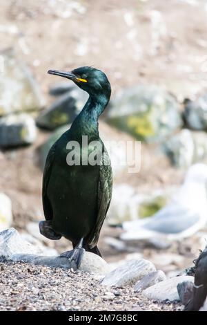 Common shag (Gulosus aristotelis), with wings spread, head turned to ...
