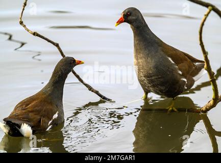 Moorhens in Kelsey Park, Beckenham, Greater London. The moorhens in the ...