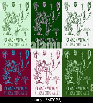 Drawings of COMMON VERVAIN. Hand drawn illustration. Latin name VERBENA ...
