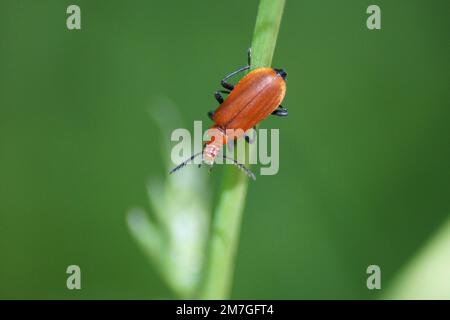 red headed fire beetle walks in the grass Stock Photo - Alamy