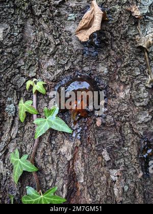 Natural Formation of Cherry Tree Gum or Resin Stock Photo - Alamy