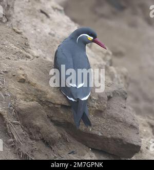 Inca terns (Larosterna inca) resting on a cliff ledge on the guano ...