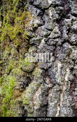 Bark of a birch (Betula), Baden-Wuerttemberg, Germany Stock Photo - Alamy