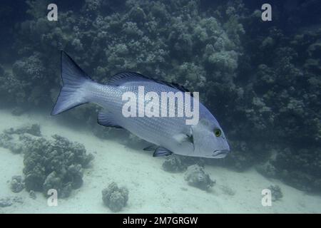 Two-spot red snapper (Lutjanus bohar), Daedalus Reef dive site, Egypt ...