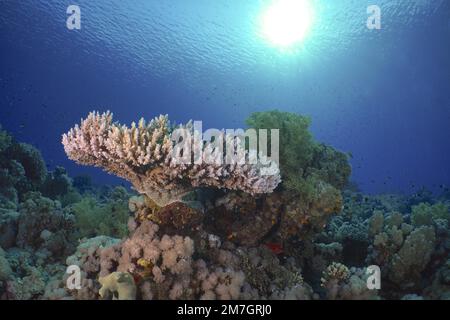 Pharaohs antler coral (Acropora pharaonis) in the backlight. Dive site ...