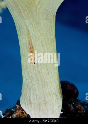 Broccoli tree (Litophyton arboreum Stock Photo - Alamy