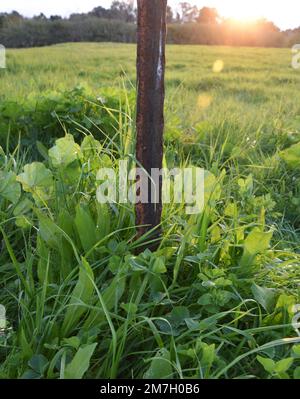 Green Plants Growing Around Rusty Car Wheel Stock Photo - Alamy