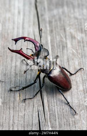 stag beetle closeup on wooden background with blurred green grass in ...