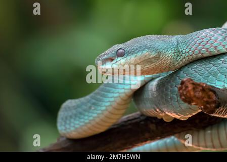 Trimesurus insularis also known as blue viper Stock Photo - Alamy