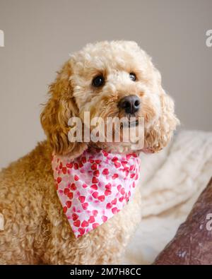 Cute Cockapoo dog with love hearts bandana lying on a furry white ...