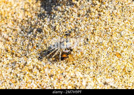 Tiny sand crab beach crab drags eats a fly bee insect on the beach sand ...