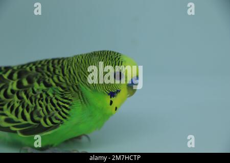 shell parakeet portrait on green background Stock Photo - Alamy