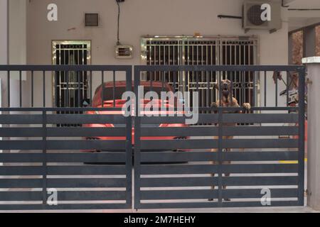 the big aggressive dog watching around the entrance gate Stock Photo ...