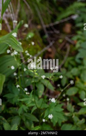 Astrantia carniolica flower growing in mountains, close up Stock Photo ...