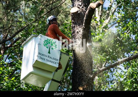Tree cutter cutting a big limb off a tree (NC State, 2017 Stock Photo ...