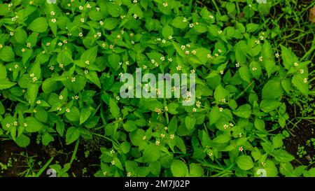 beautiful and amazing green little weed plant Stock Photo - Alamy