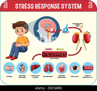 Stress response system scheme illustration Stock Vector Image & Art - Alamy