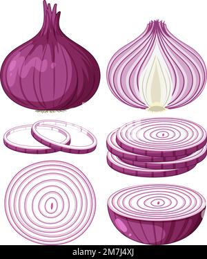 Shallot in whole and sliced pieces illustration Stock Vector Image ...